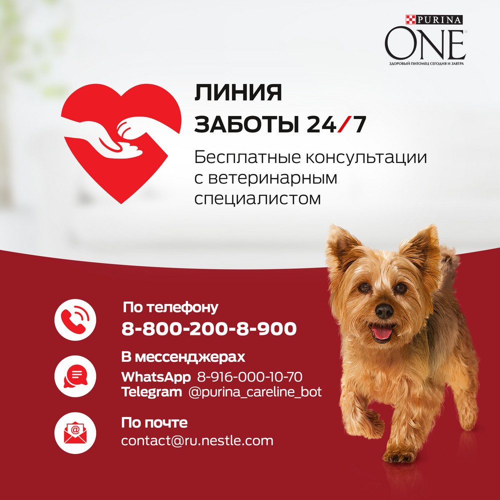Влажный корм Purina ONE® MINI | Purina ONE