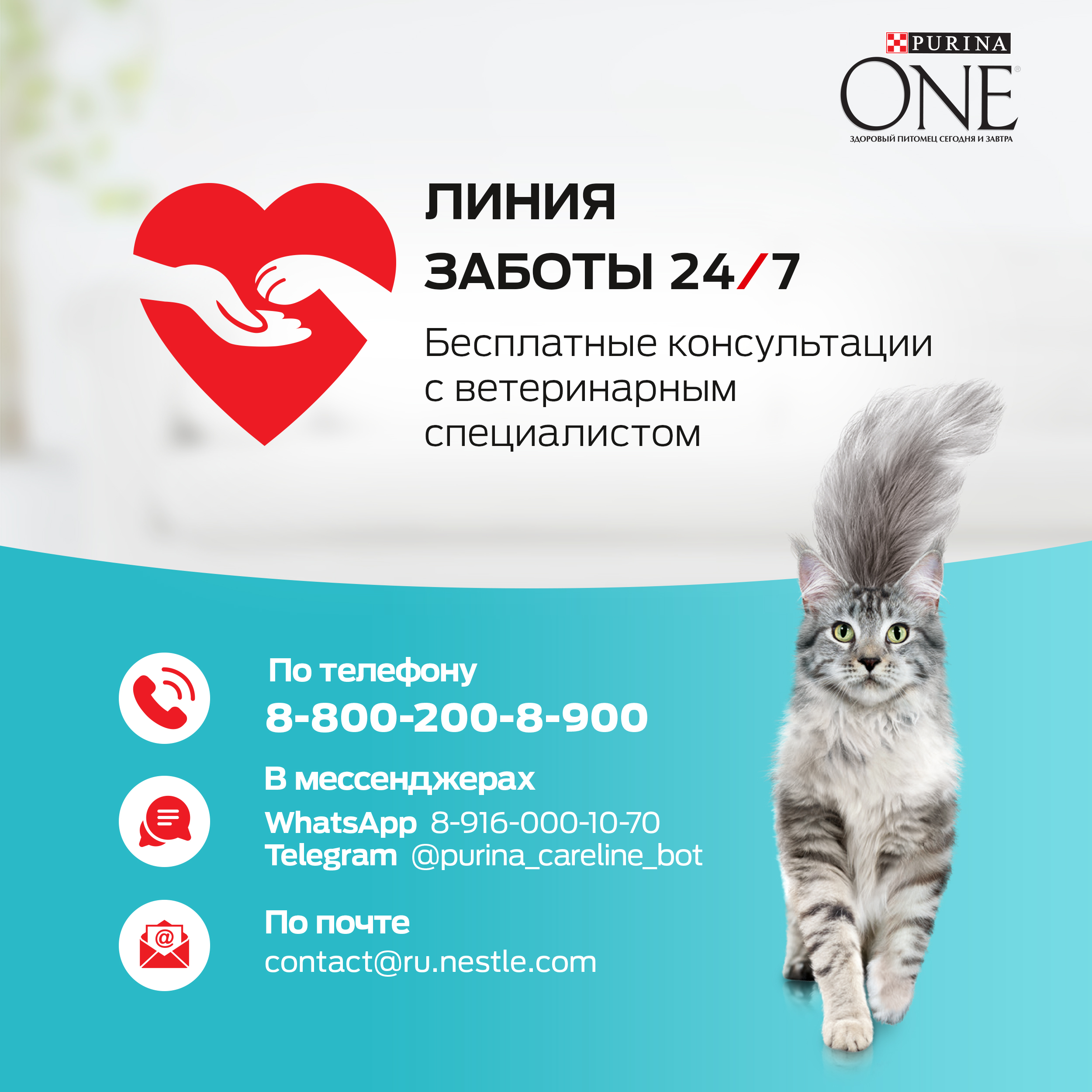 Влажный корм Purina ONE® | Purina ONE